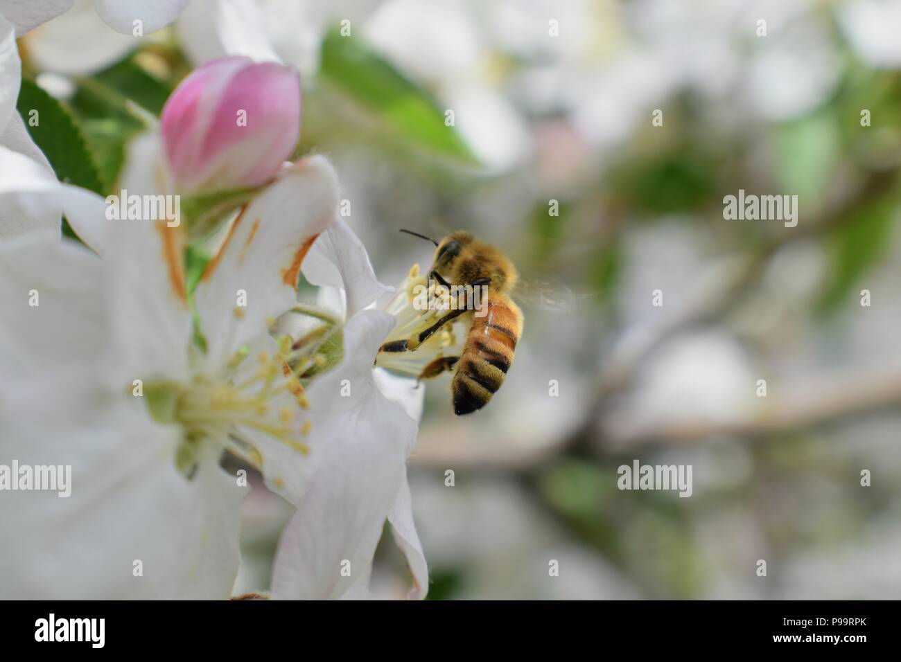 Honey Bee Macro in Springtime, white apple blossom flowers close up ...