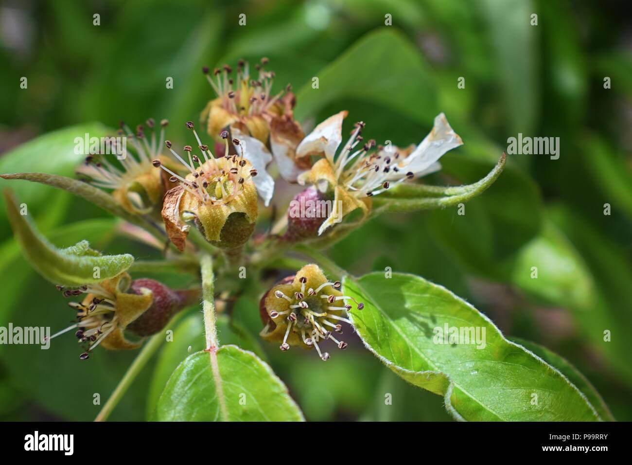 Macro Flowering branch of budding pears. Blooming spring cottage garden ...