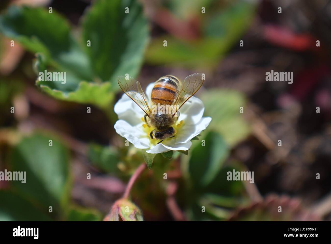 Jordan insects hi-res stock photography and images - Alamy