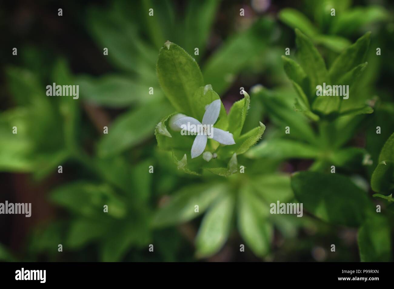 Single Sweet Woodruff white flower on Bedstraw Galium odoratum family ...