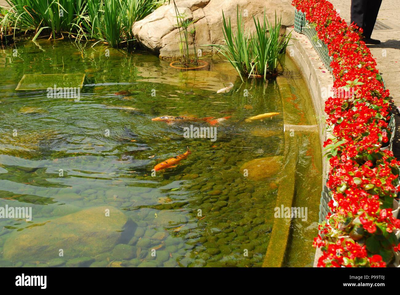 Golden fish in a lake on Stock Photo - Alamy