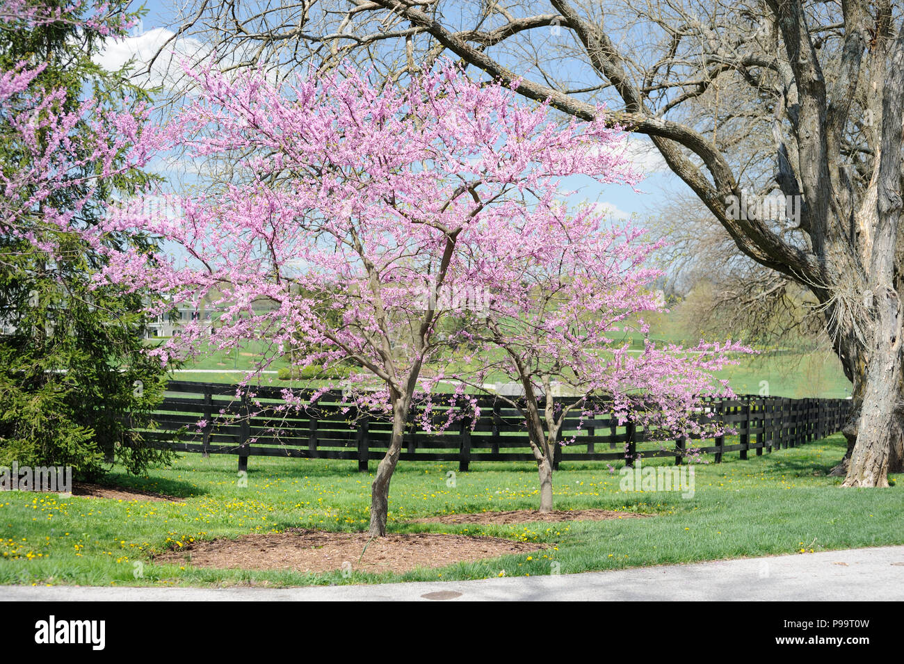 Kentucky Spring Wallpaper Offense Shines As Tops Wrap Up Spring With