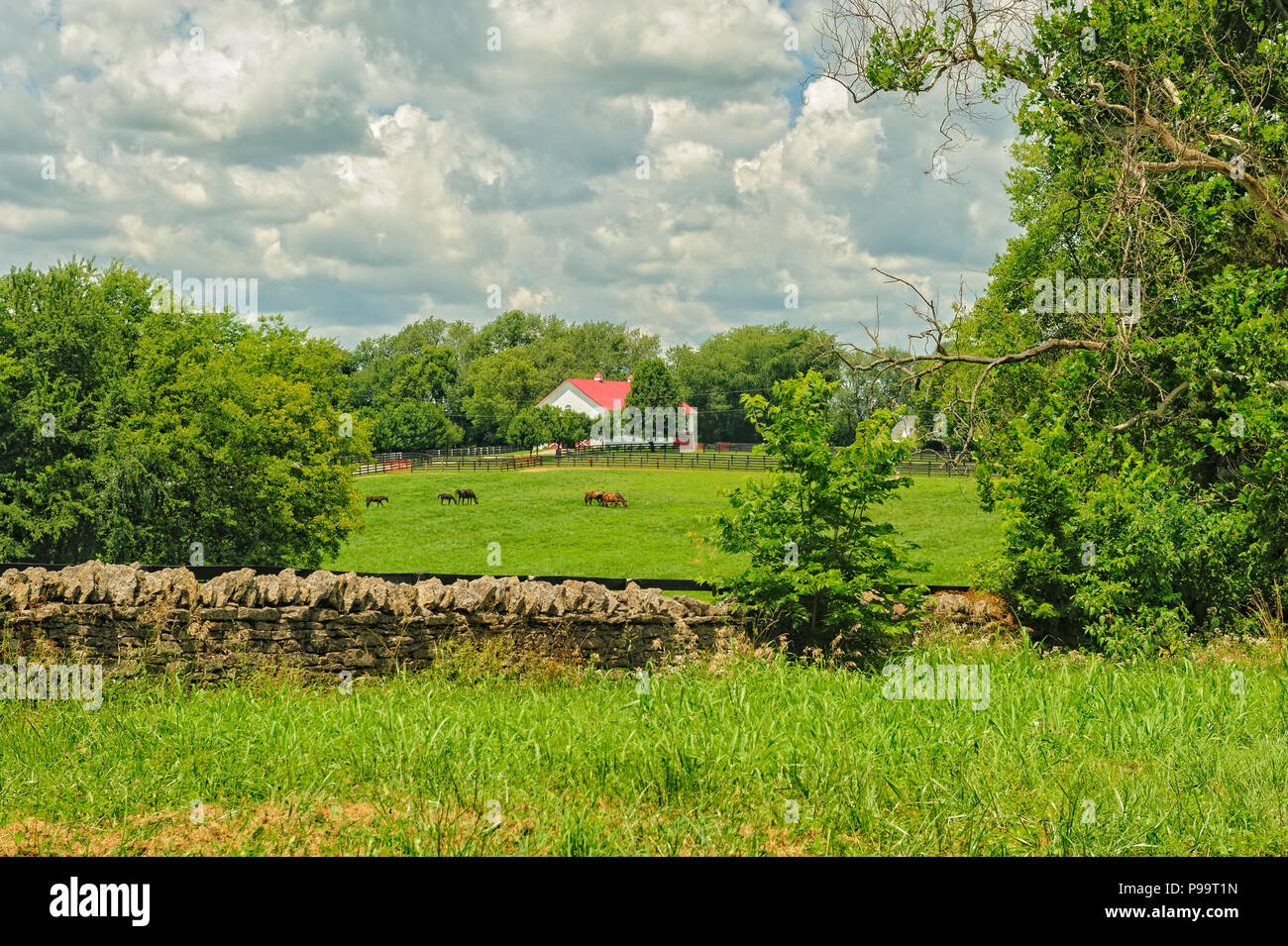 Kentucky horse farm hi-res stock photography and images - Alamy