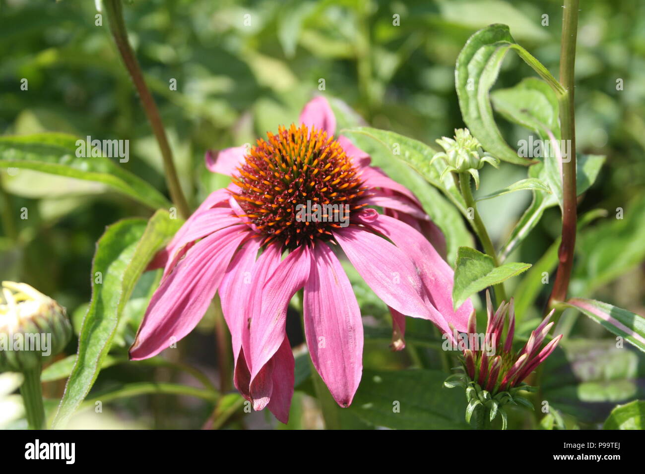 Cannon detail photo hi-res stock photography and images - Alamy