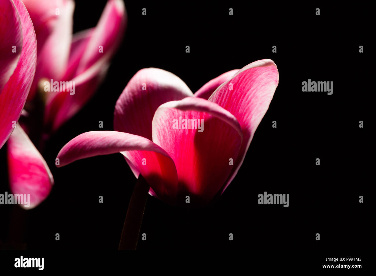 Red flower on black Stock Photo - Alamy