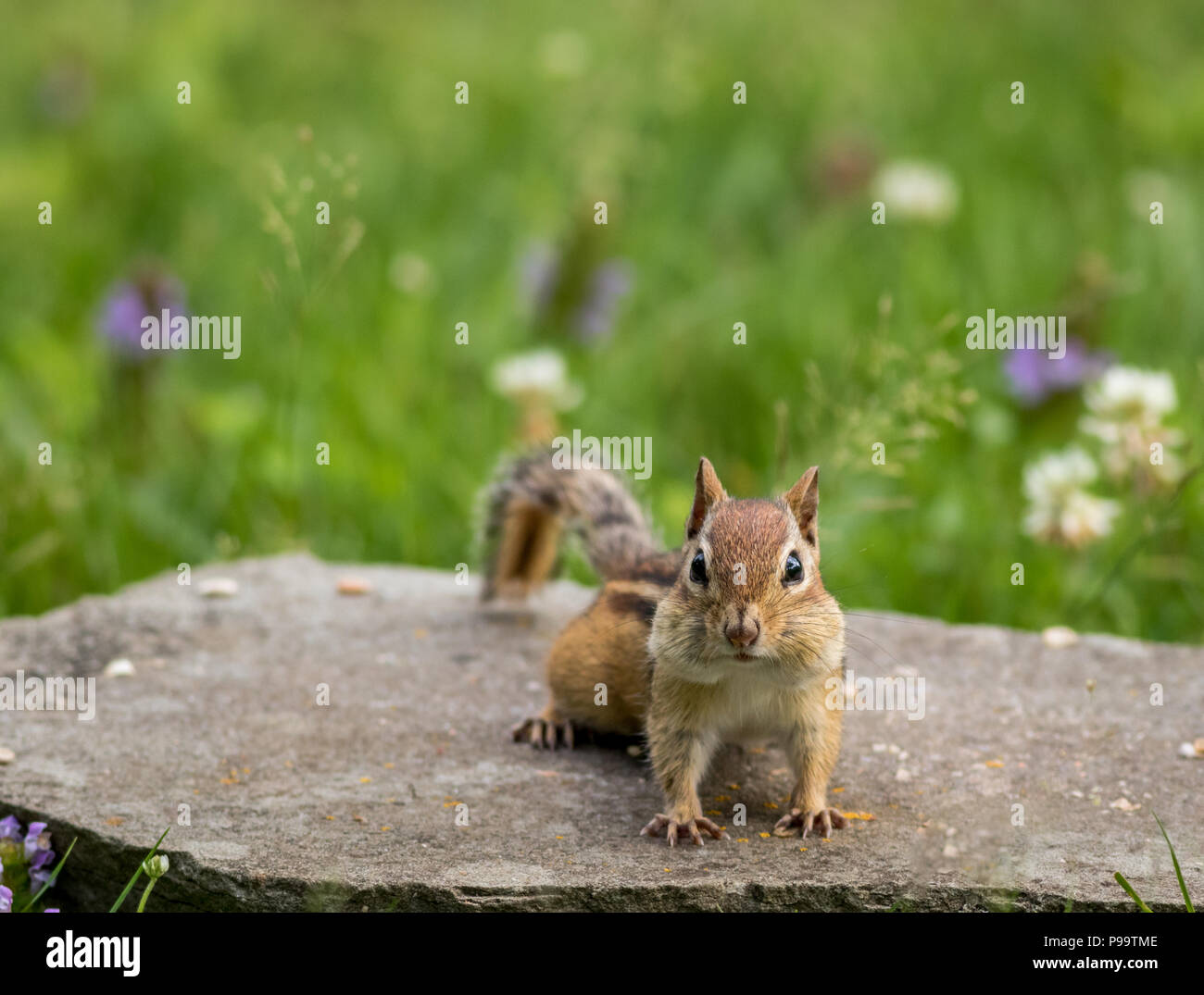 Adorable Eastern Chipmunk (Tamias Striatus) stands on flat rock ...