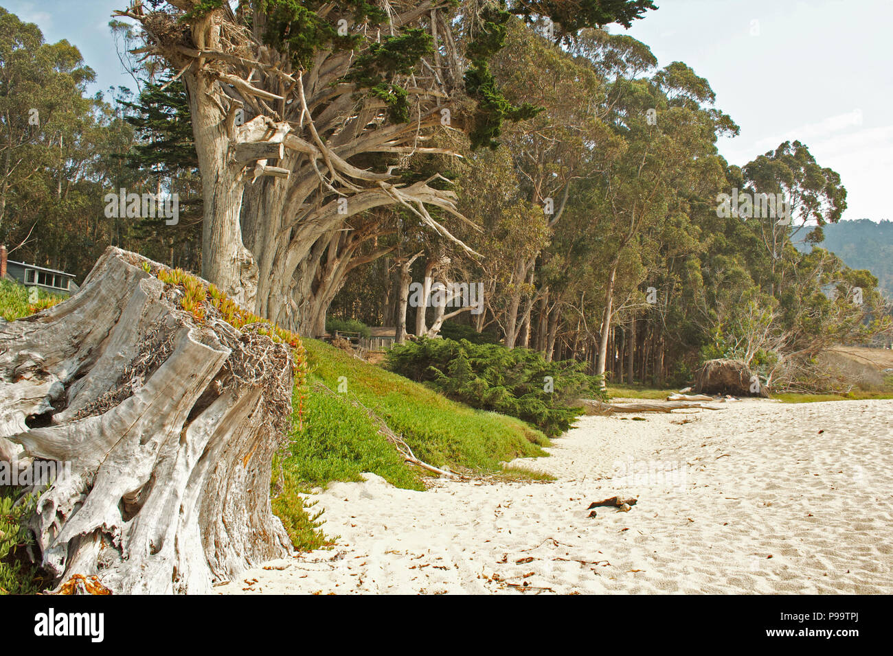 Tree at Beach Stock Photo - Alamy