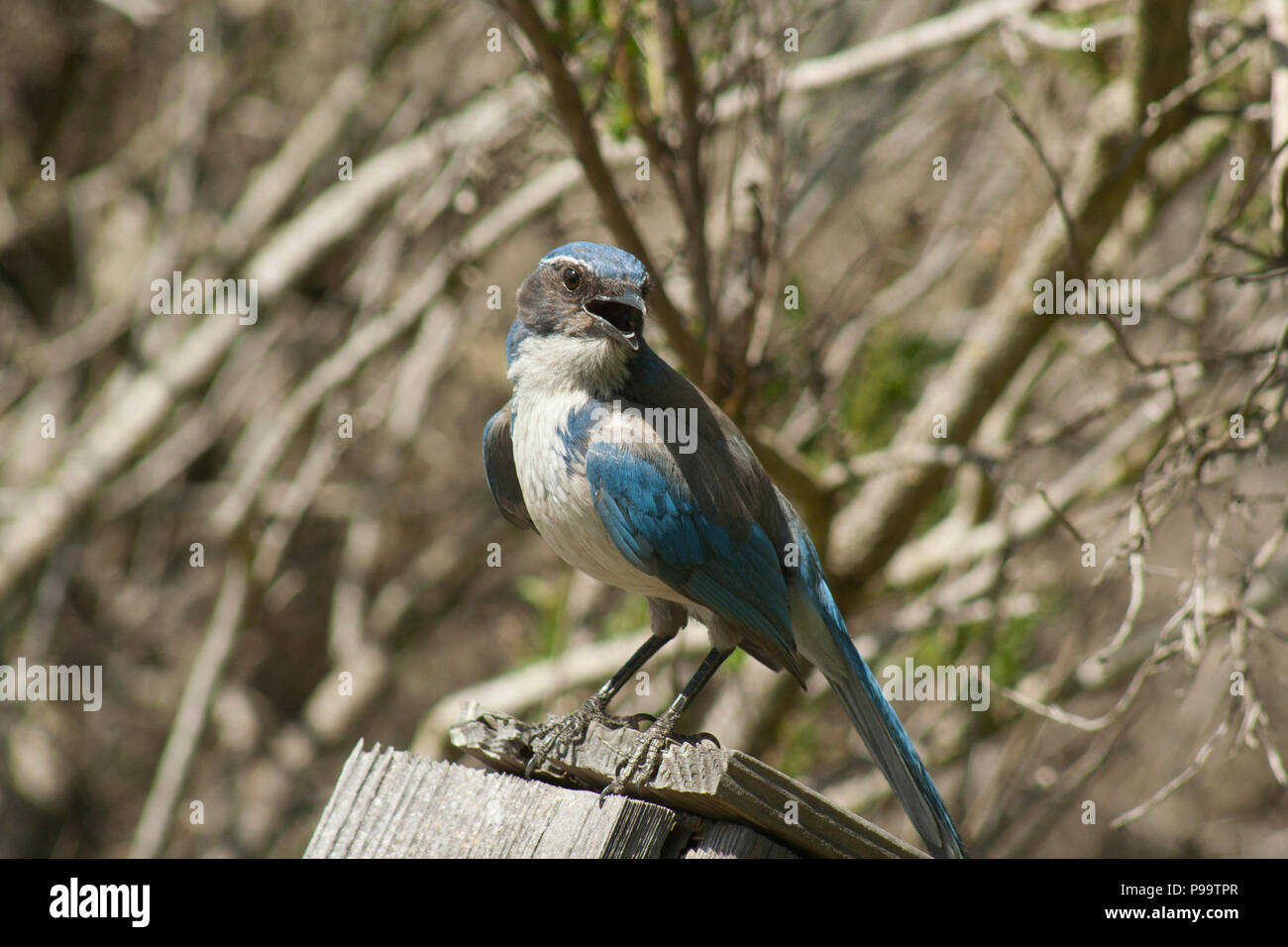 Western bluebird photography hi-res stock photography and images - Alamy