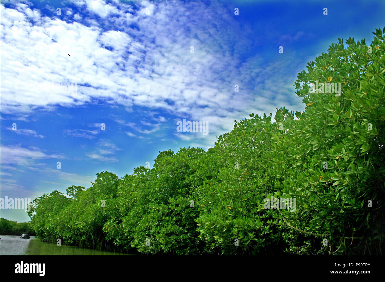 Pichavaram Mangrove Forest Stock Photo - Alamy