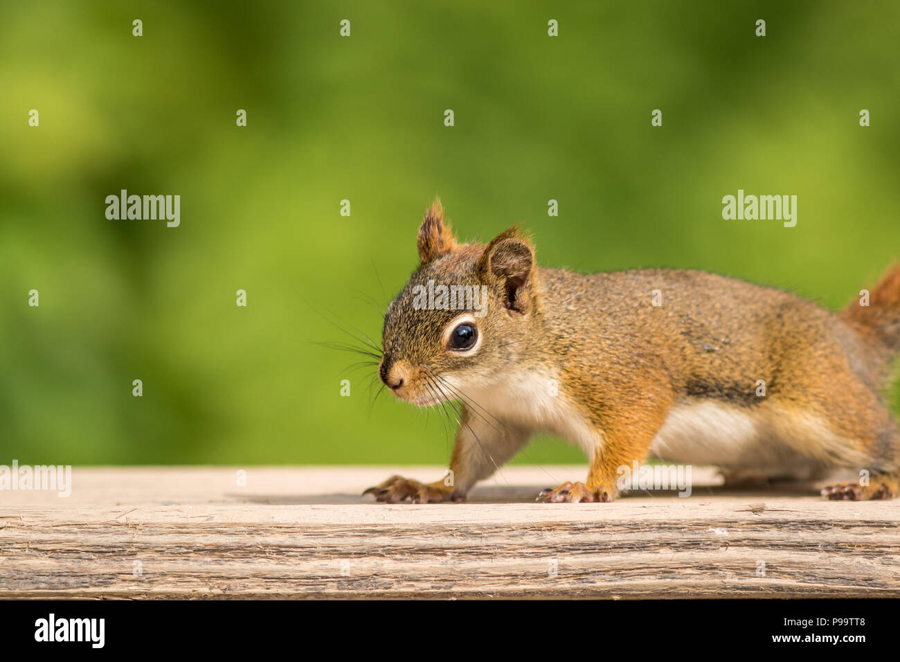 Adorable little American Red Squirrel (Tamiasciurus hudsonicus) against ...