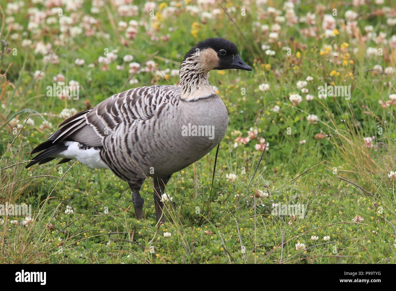 Nene Goose,Hawaiian goose, (Branta Sandvicensis) Big Island Hawaii ...