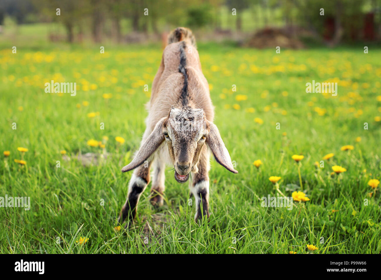 Young brown goat kid grazing, eating grass on a spring meadow full of ...