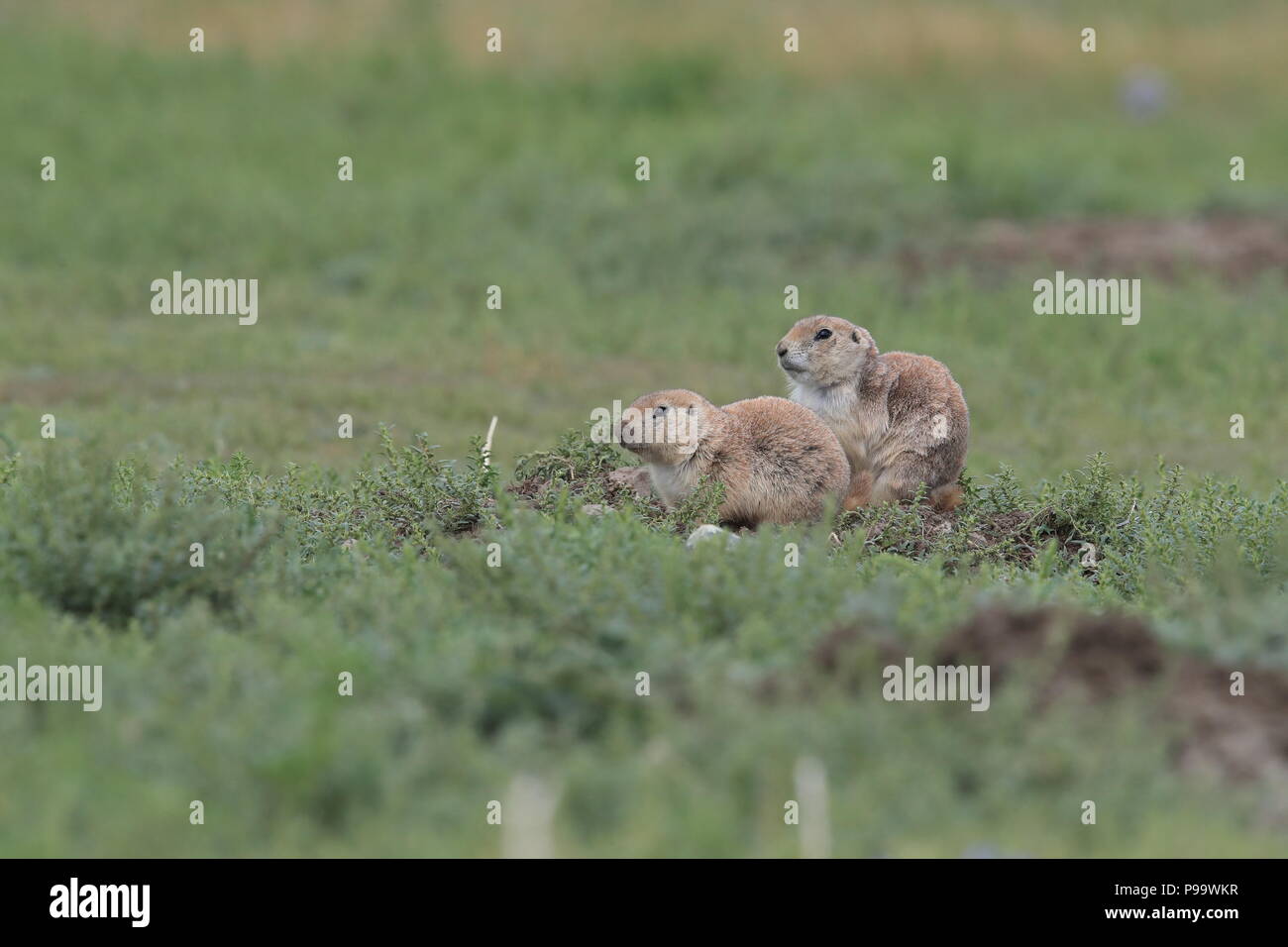 Black Tailed Prairie Dog, First Peoples Buffalo Jump State Park Montana ...