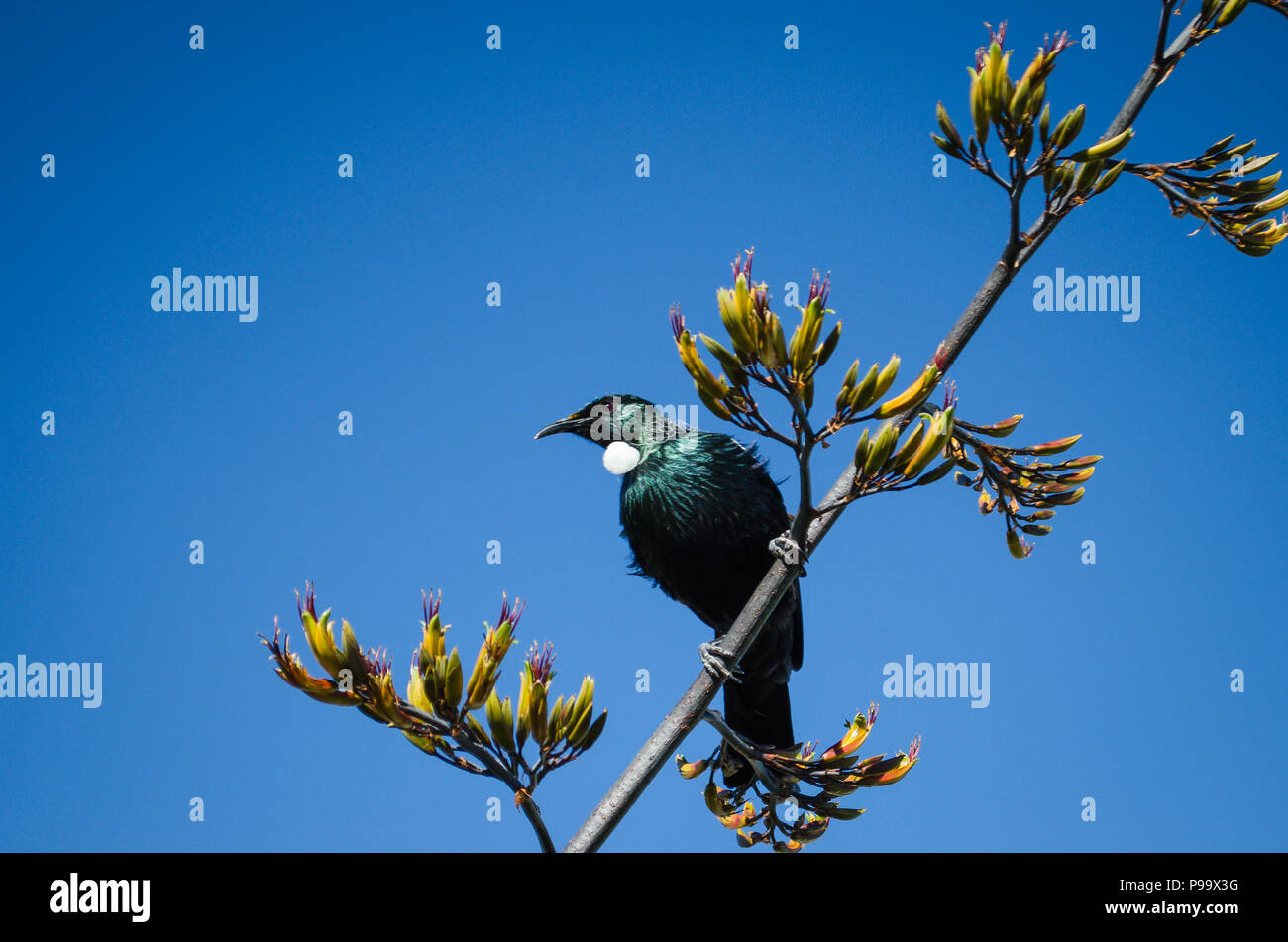 Tui New Zealand High Resolution Stock Photography and Images - Alamy