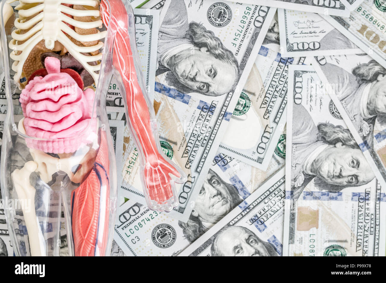 Human body model with skeleton and internal organs over us dollar money ...