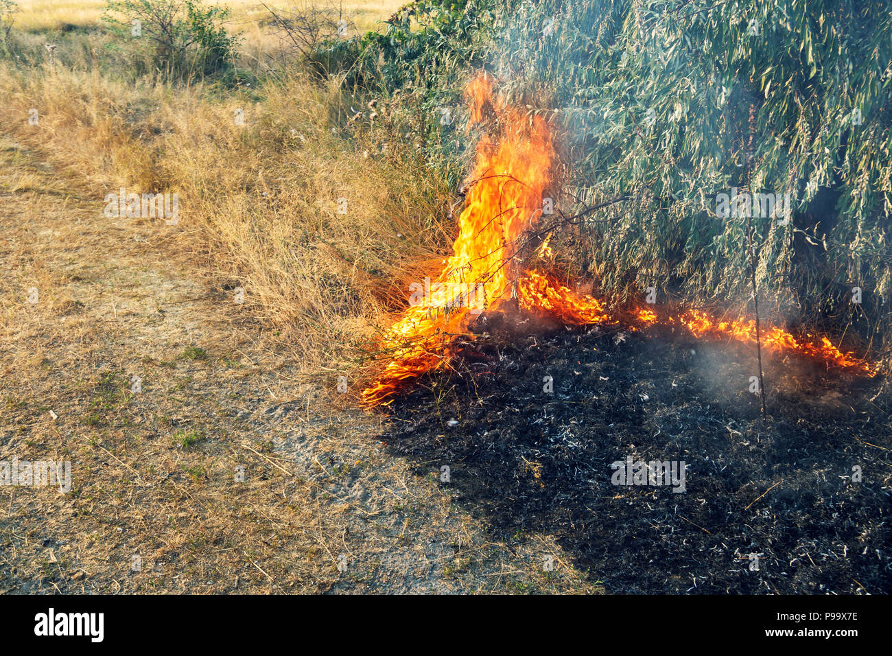 Forest wildfire. Burning field of dry grass and trees. Heavy smoke ...