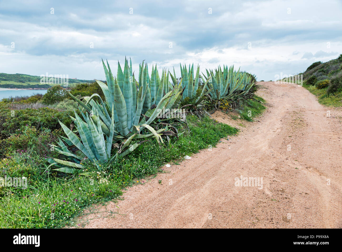 wild agave plants along the road on sardinia island Stock Photo - Alamy
