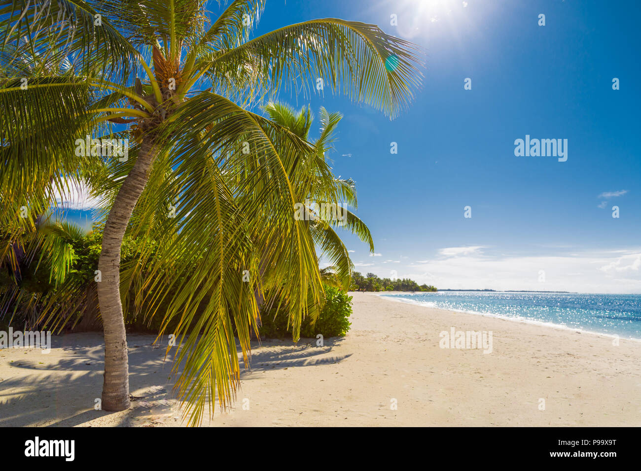 Beautiful beach background sun rays and palm trees on sandy beach Stock ...