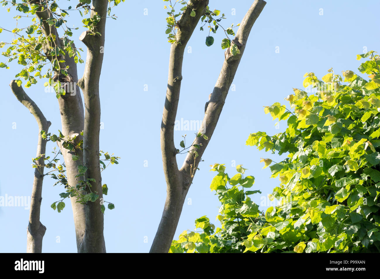 Coppiced or pollarded tree growing fresh branches Stock Photo - Alamy