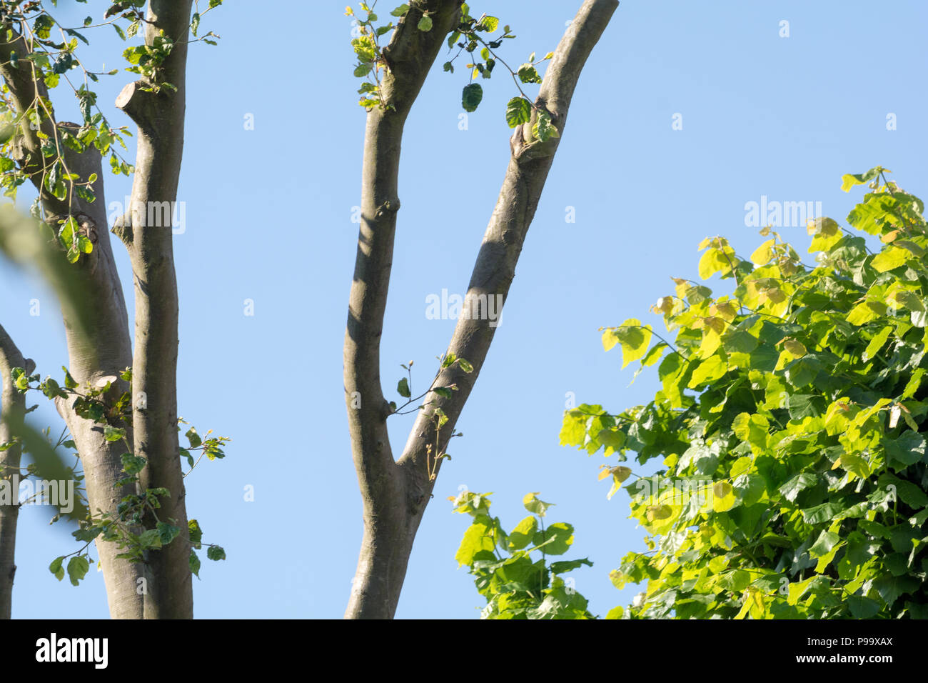 Coppiced or pollarded tree growing fresh branches Stock Photo - Alamy