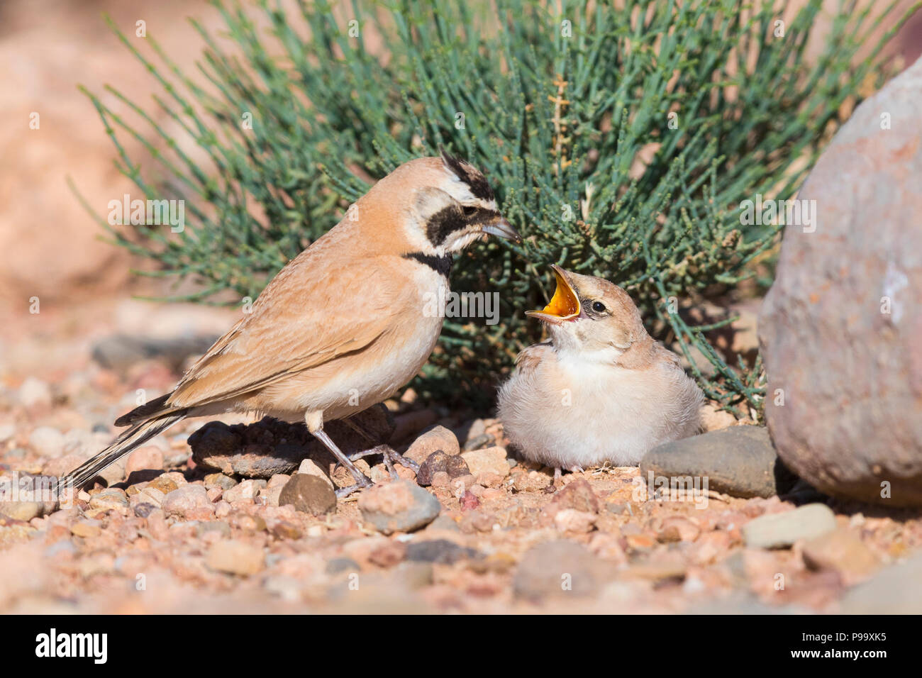 Temminck's Lark (Eremophila bilopha), adult feeding a chick Stock Photo ...