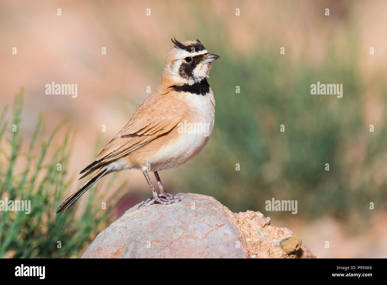 Temminck's Lark (Eremophila bilopha), adult standing on a rock Stock ...
