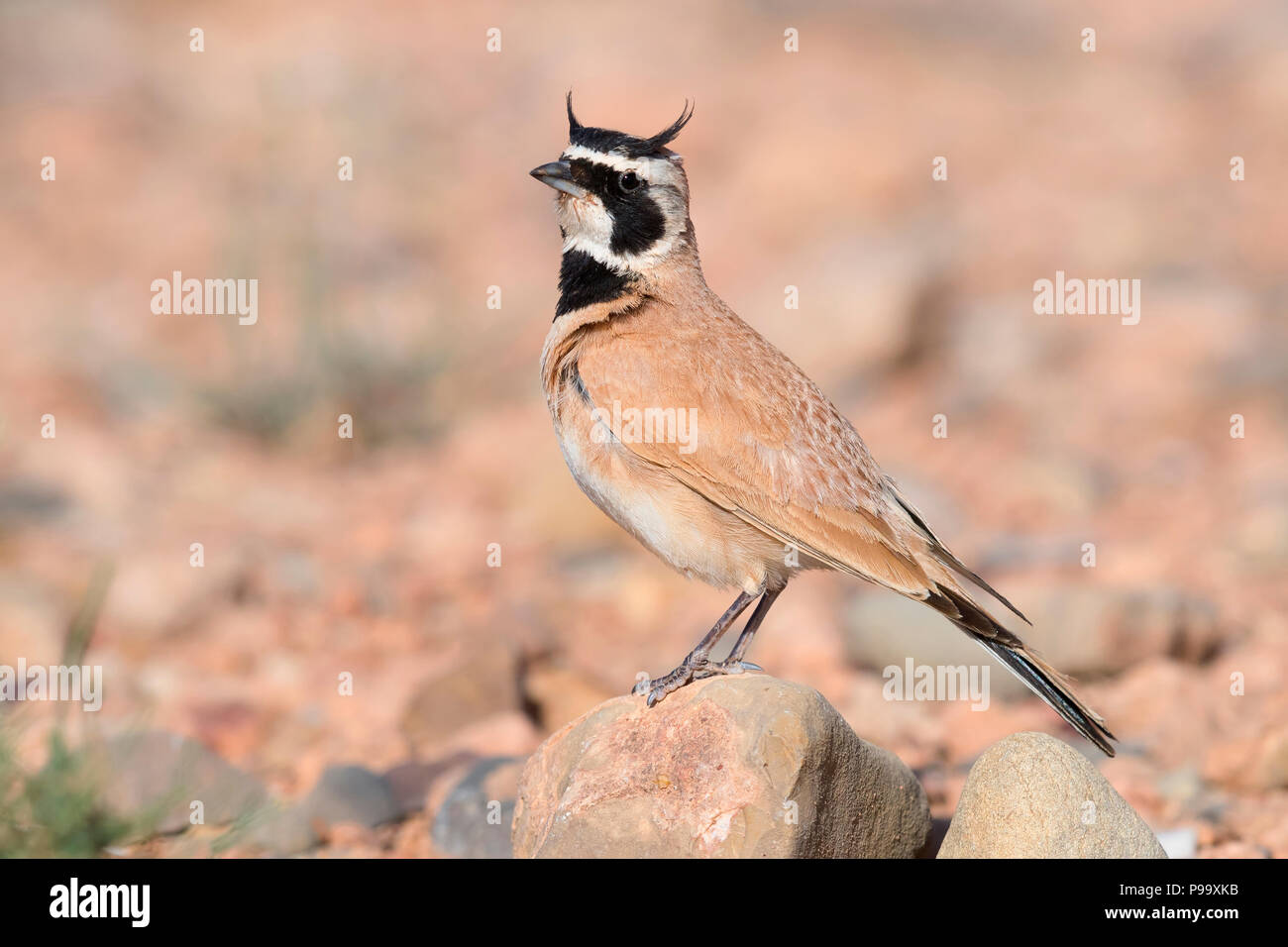 Temmincks lark eremophila bilopha hi-res stock photography and images ...