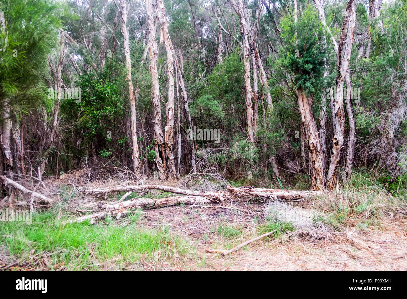 Paperbark trees australia hi-res stock photography and images - Alamy