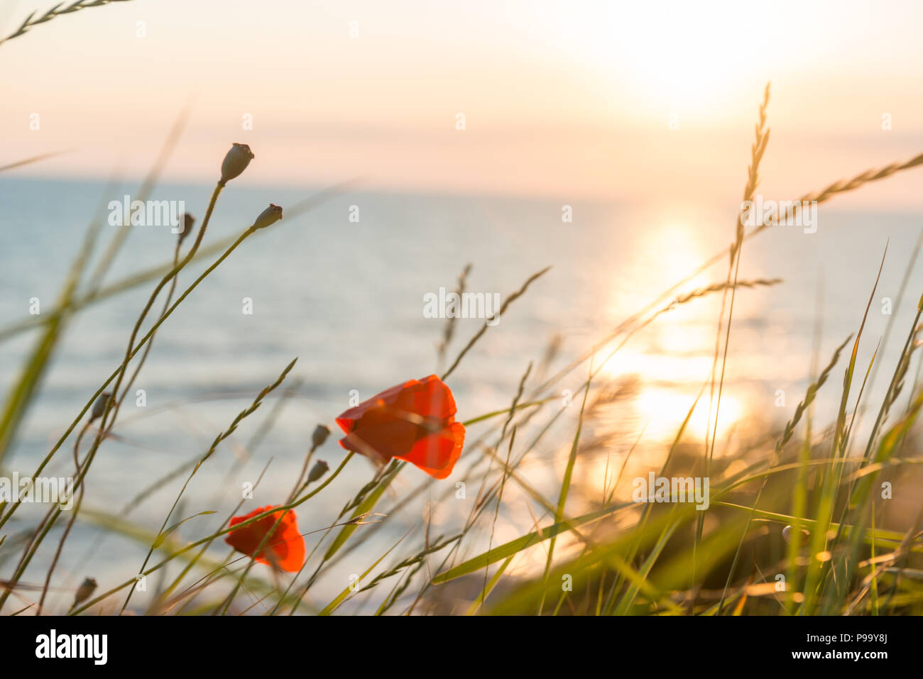 Poppies at sunset background Stock Photo - Alamy