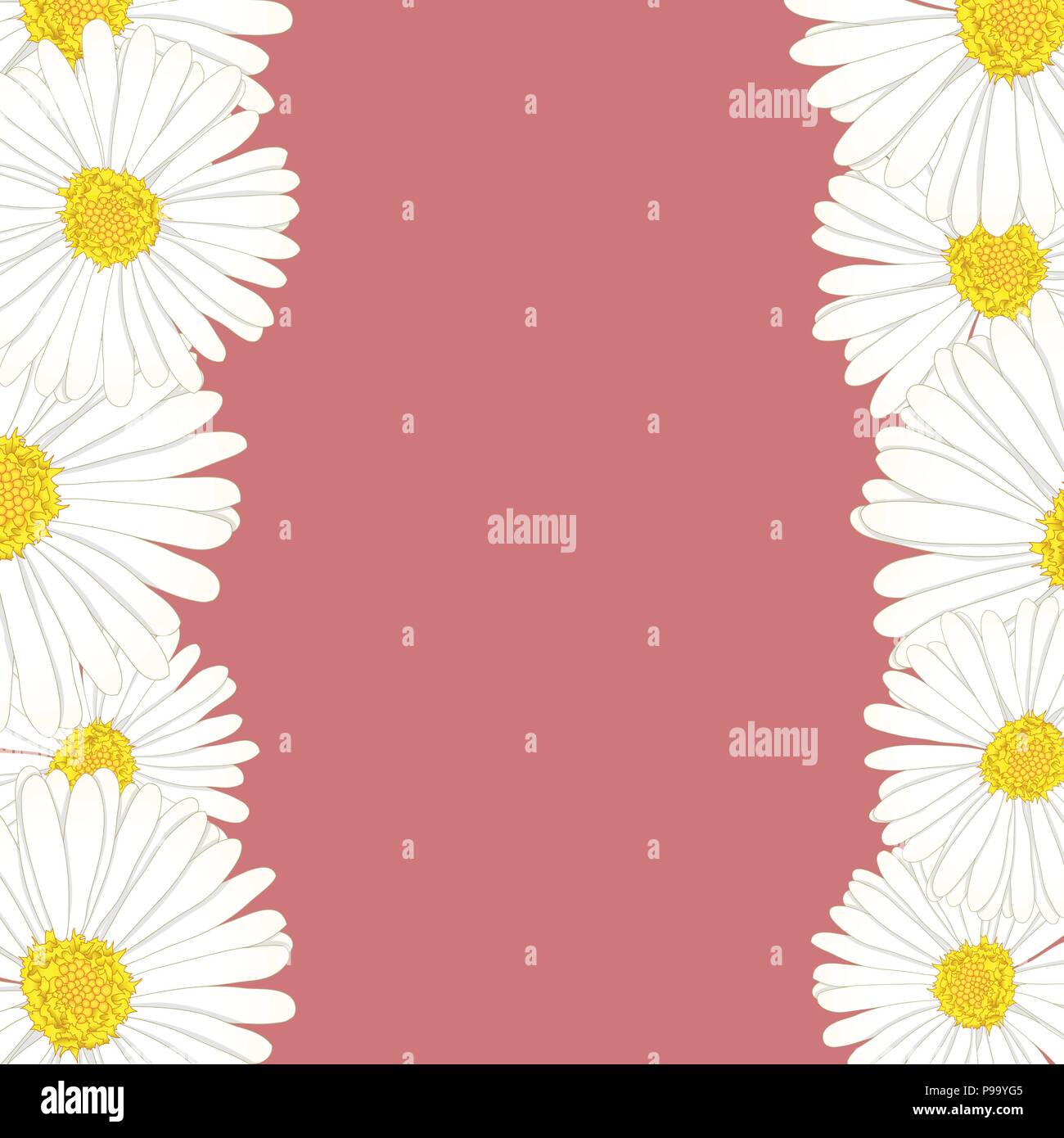 White Aster, Daisy Flower Border. Vector Illustration Stock Vector ...