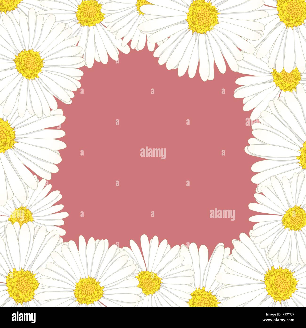 White Aster, Daisy Flower Border. Vector Illustration Stock Vector ...