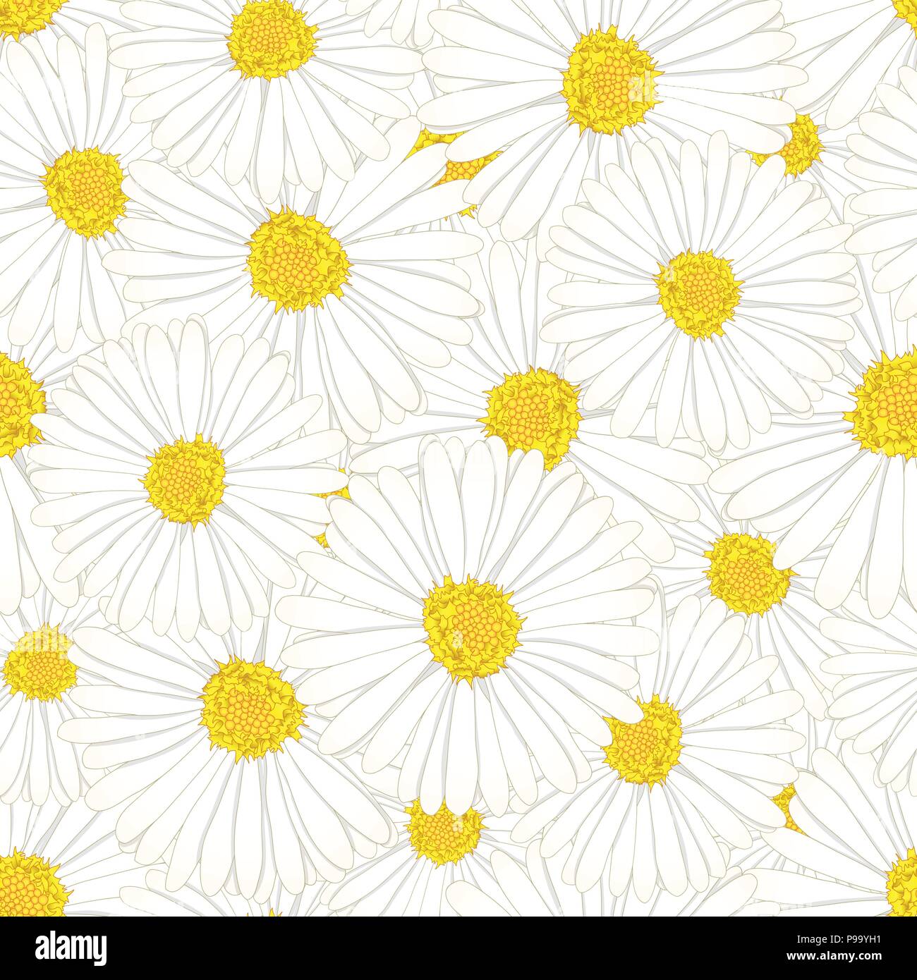 White Aster, Daisy Flower Seamless Background. Vector Illustration ...