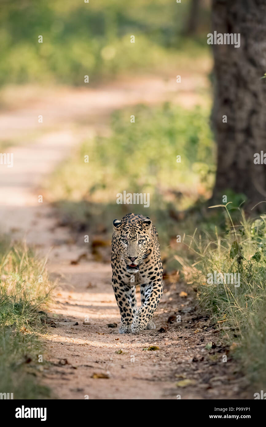 Head on - Leopard Stock Photo - Alamy