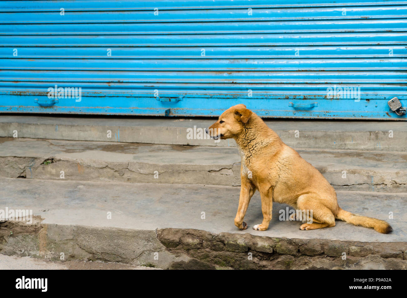Stray dog with fractured leg in the streets of Thamel, Kathmandu, Nepal ...