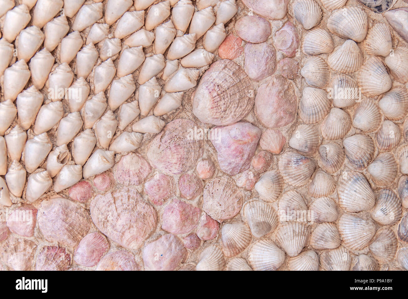 Sea snail and sea shell like background decoration in cement house wall ...
