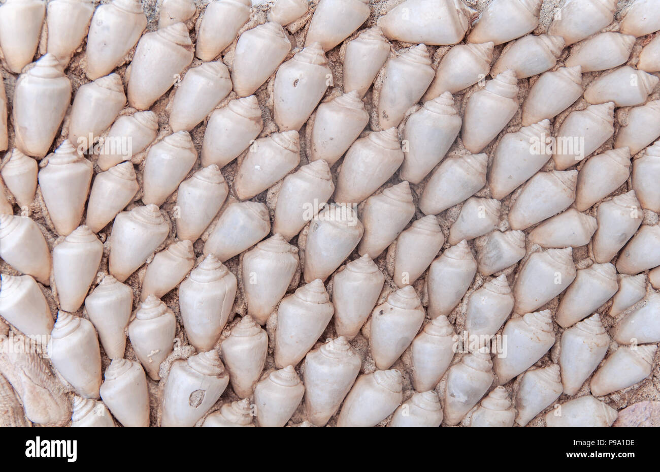 Sea snail shell in cement house wall like background decoration texture ...