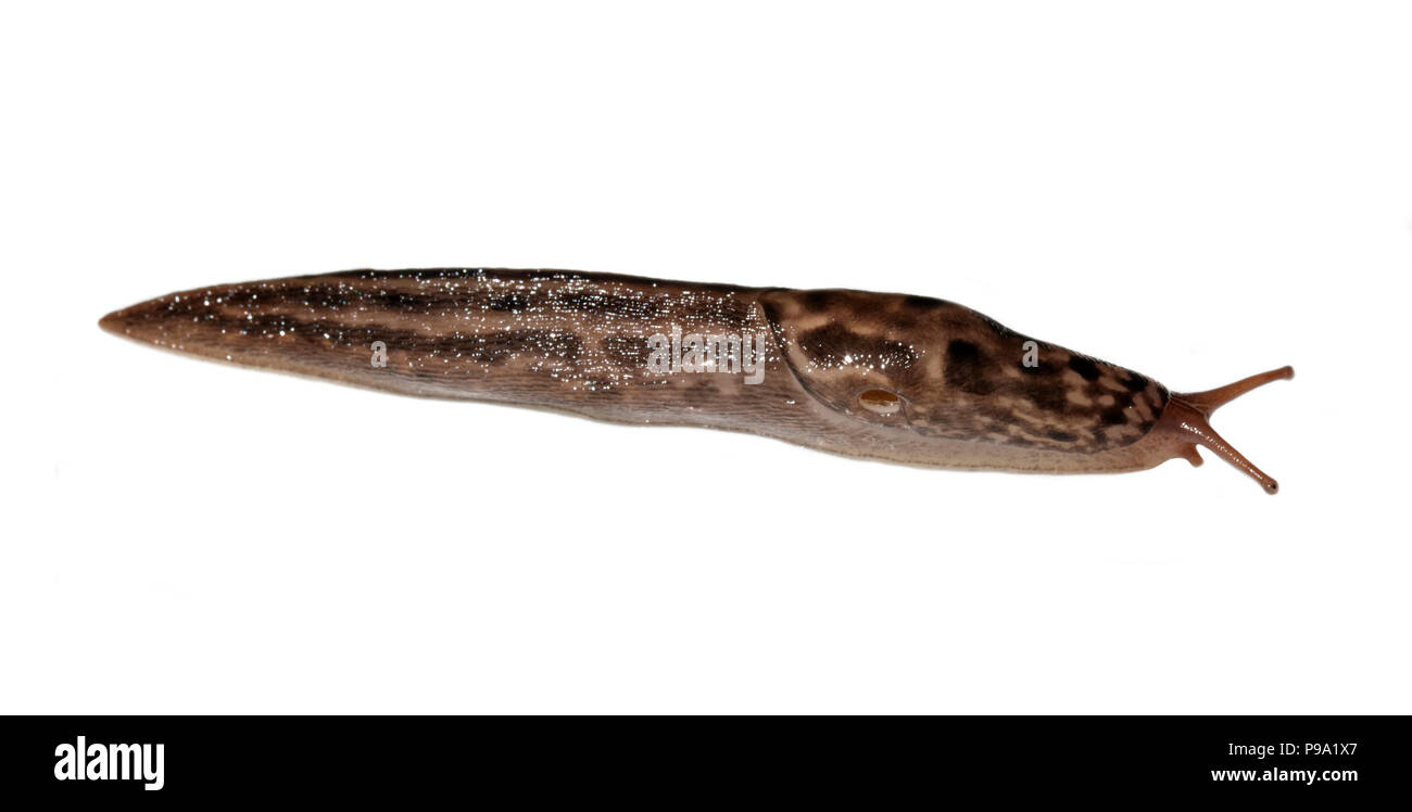 Spotted leopard slug Cut Out Stock Images & Pictures - Alamy