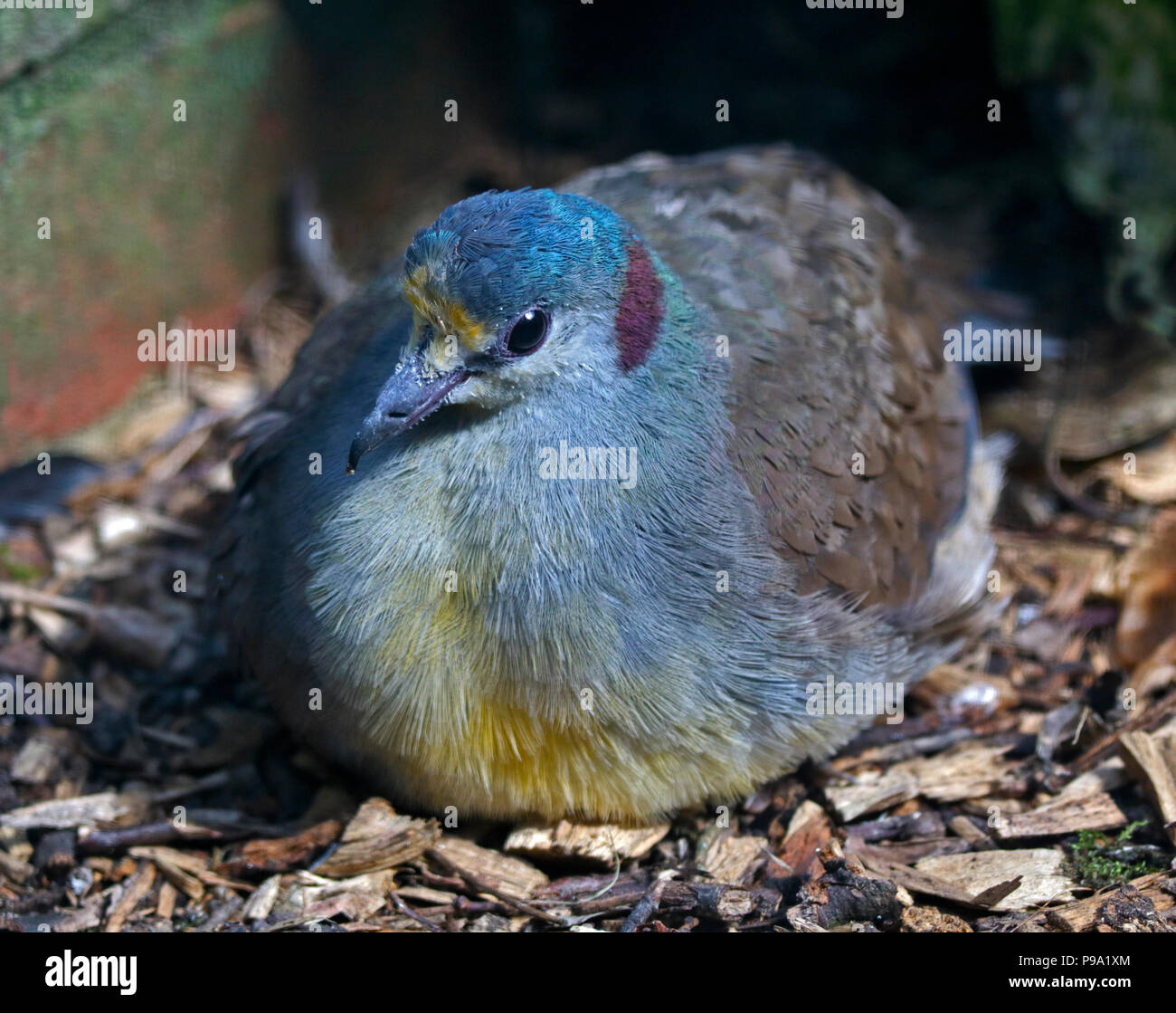 Sulawesi Ground Dove (gallicolumba tristigmata Stock Photo - Alamy