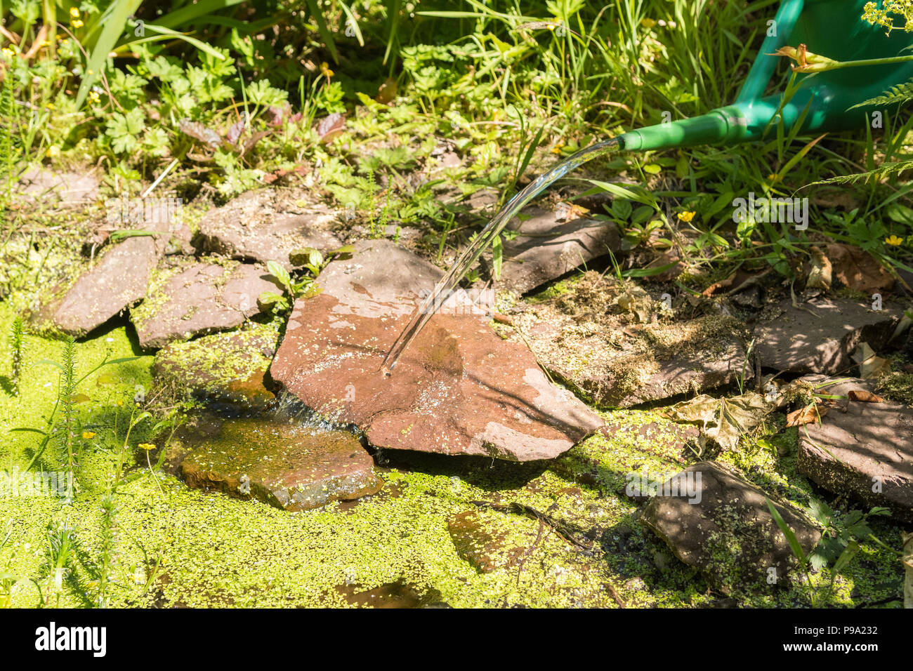 topping up a garden wildlife pond with rain water from a water butt ...