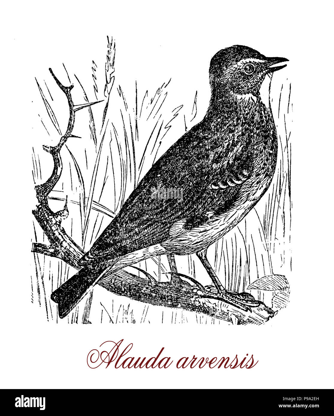 Vintage engraving of Eurasian skylark, passerine bird living in ...