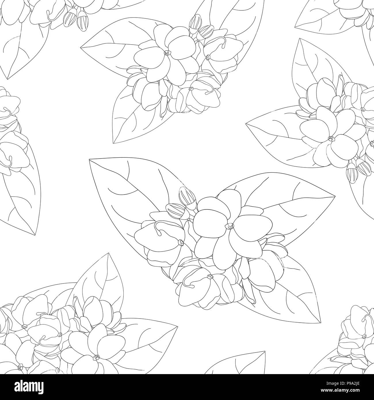 Arabian Jasmine on White Background. Vector Illustration Stock Vector ...