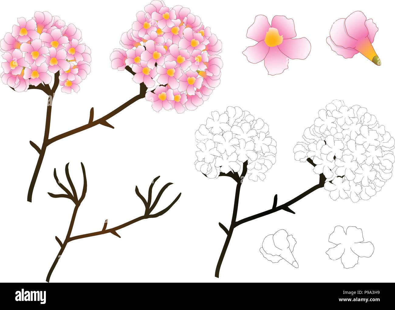 Pink Trumpet Flower Tree Outline. isolated on White Background. Vector ...