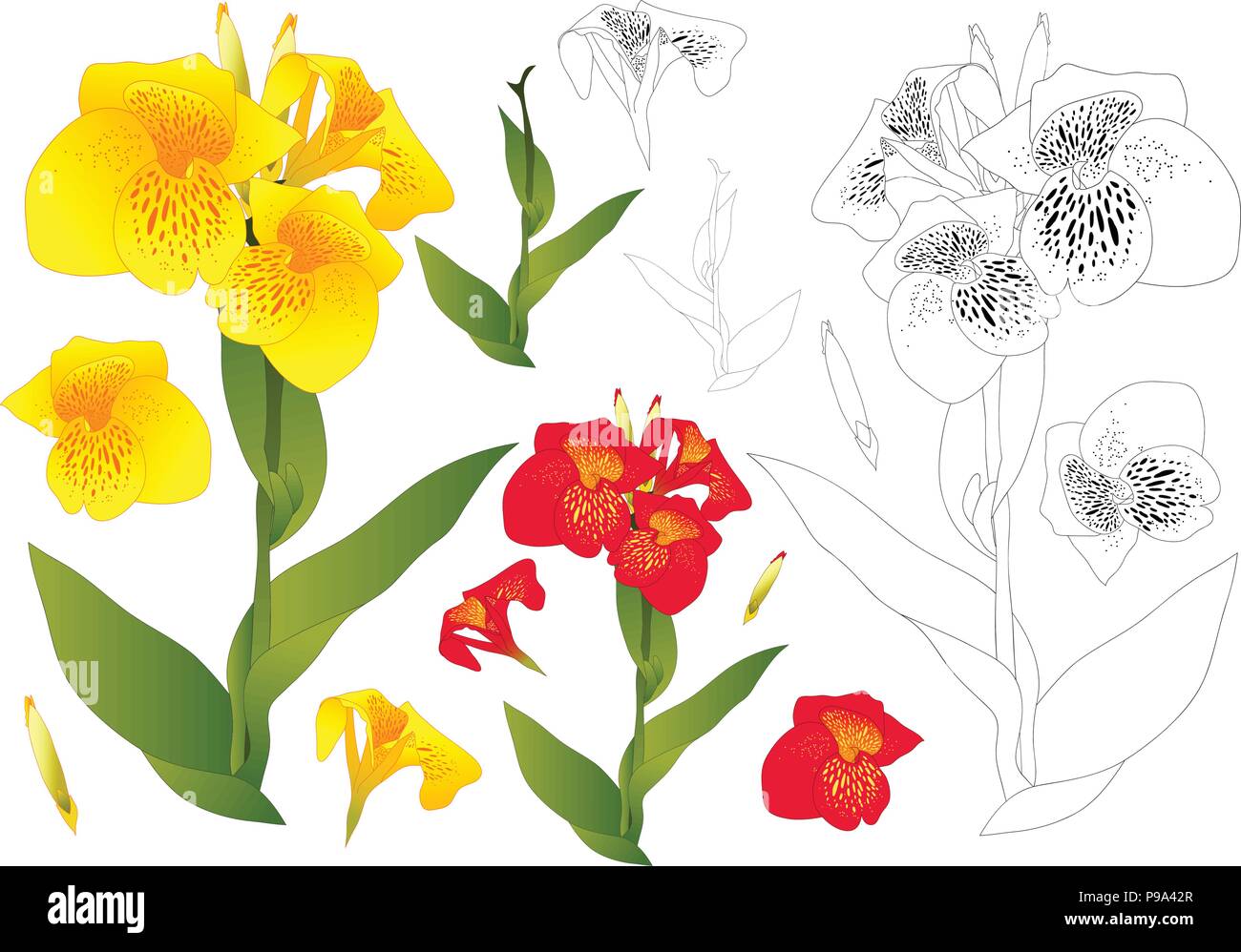 Yellow and Red Canna indica Outline - Canna lily, Indian Shot. Isolated ...