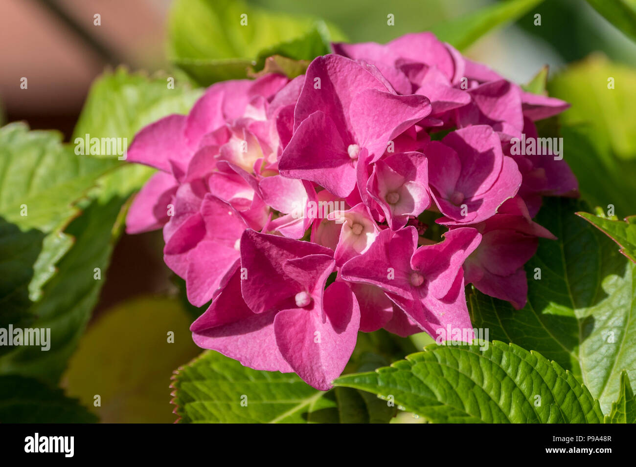 Hydrangea flower. Plant Stock Photo - Alamy