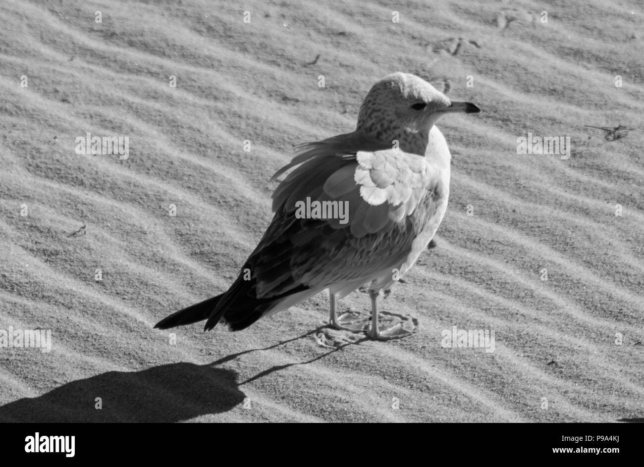 Heads In The Sand Stock Photos & Heads In The Sand Stock Images - Alamy