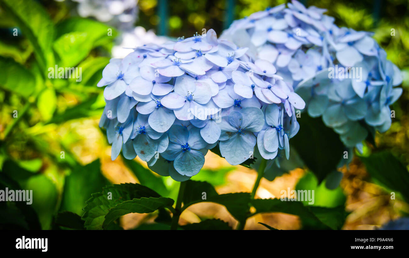 Vibe of tokyo hi-res stock photography and images - Alamy