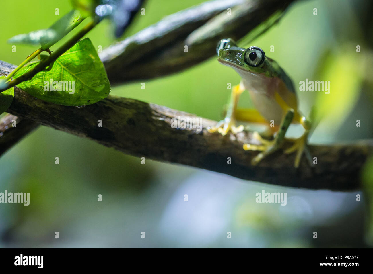 Newquay Zoos Lemur Leaf Frog Stock Photo - Alamy