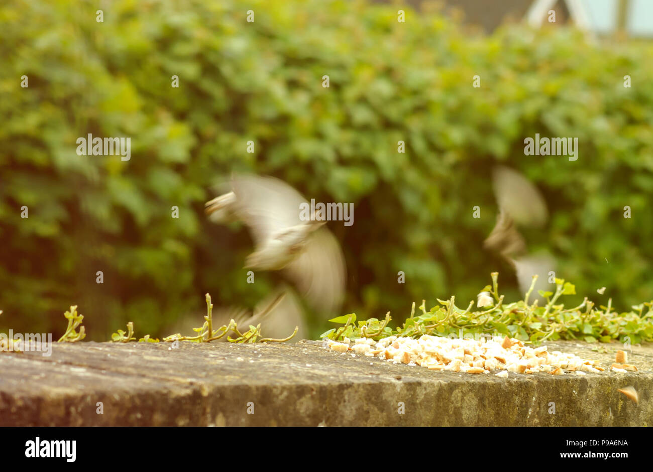 Birds flying away hi-res stock photography and images - Alamy