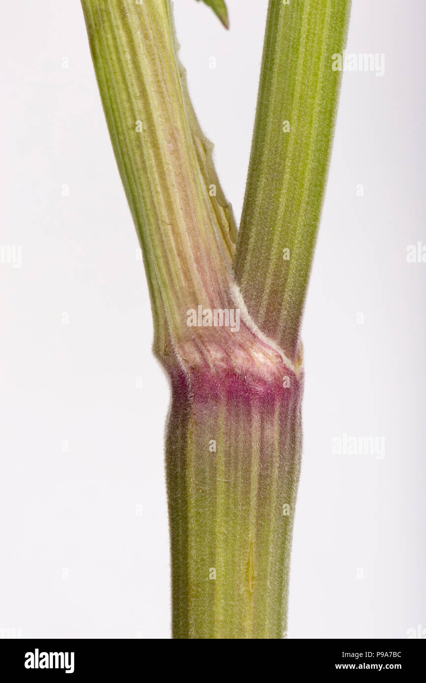 Cow parsley, Anthriscus sylvestris, purple tinted, ridged stem node of ...