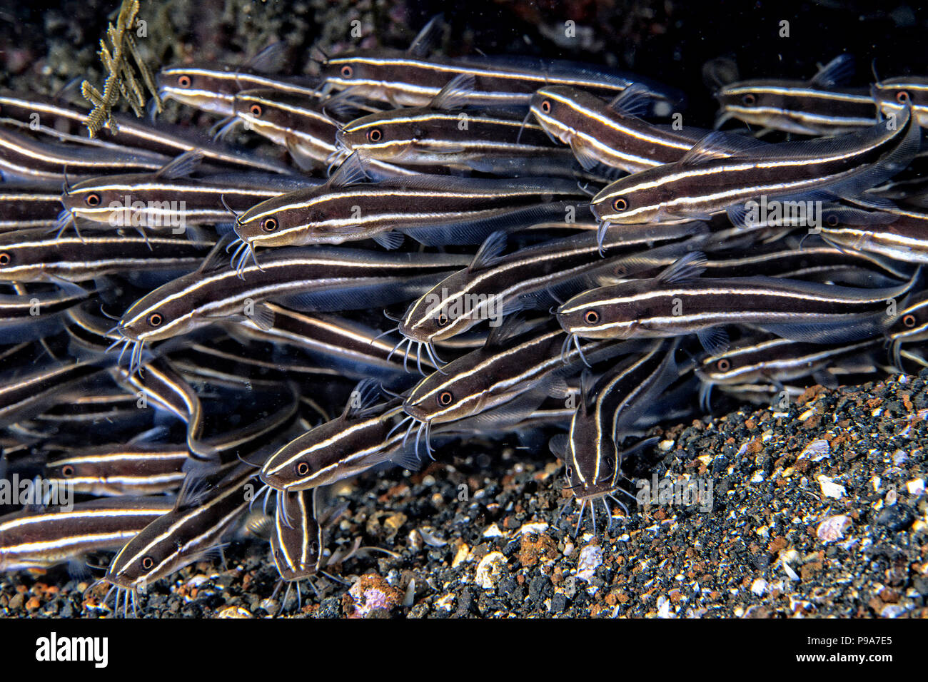 Catfish ( Plotosus lineatus Stock Photo - Alamy